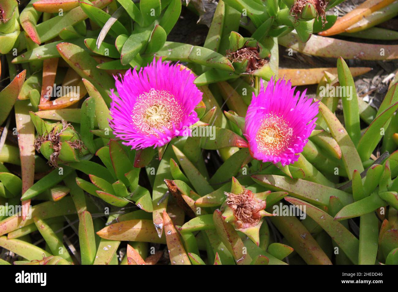 Pink flowers of carpobrotus modestus. Close up Stock Photo - Alamy