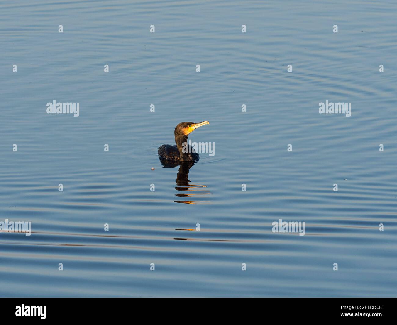 Great cormorant Phalacrocorax carbo swimming in a pool, from Avalon ...