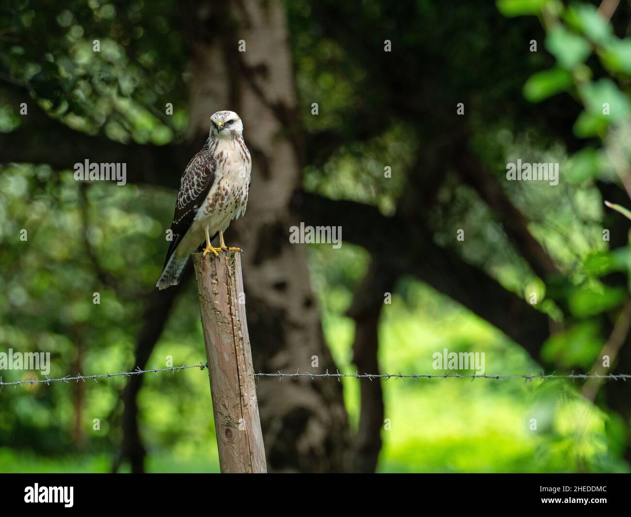 Predator fence hi-res stock photography and images - Alamy