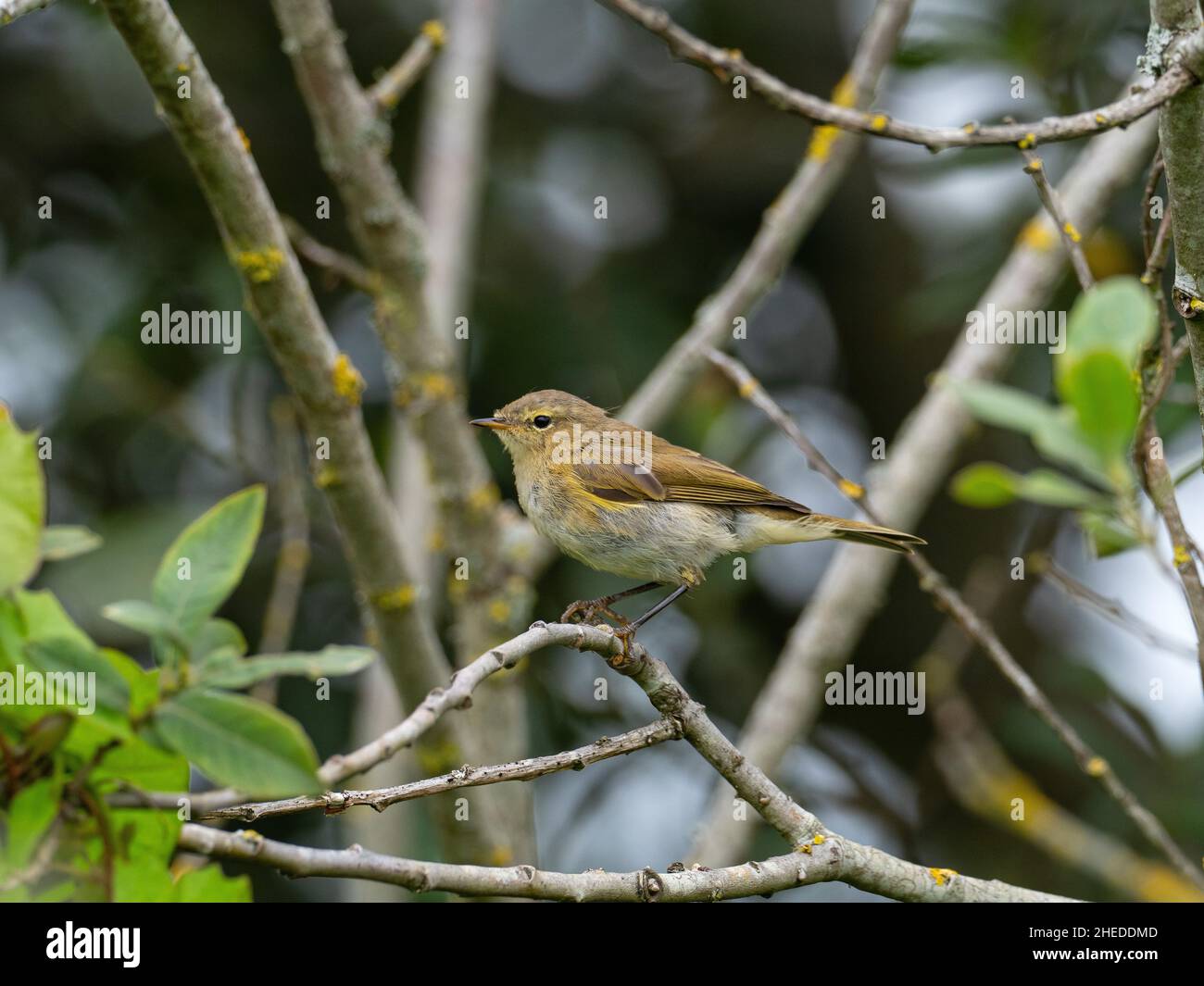 Chiffchaff Phylloscopus collybita in willow tree, Catcott Lows Nature Reserve, Somerset Wildlife ...
