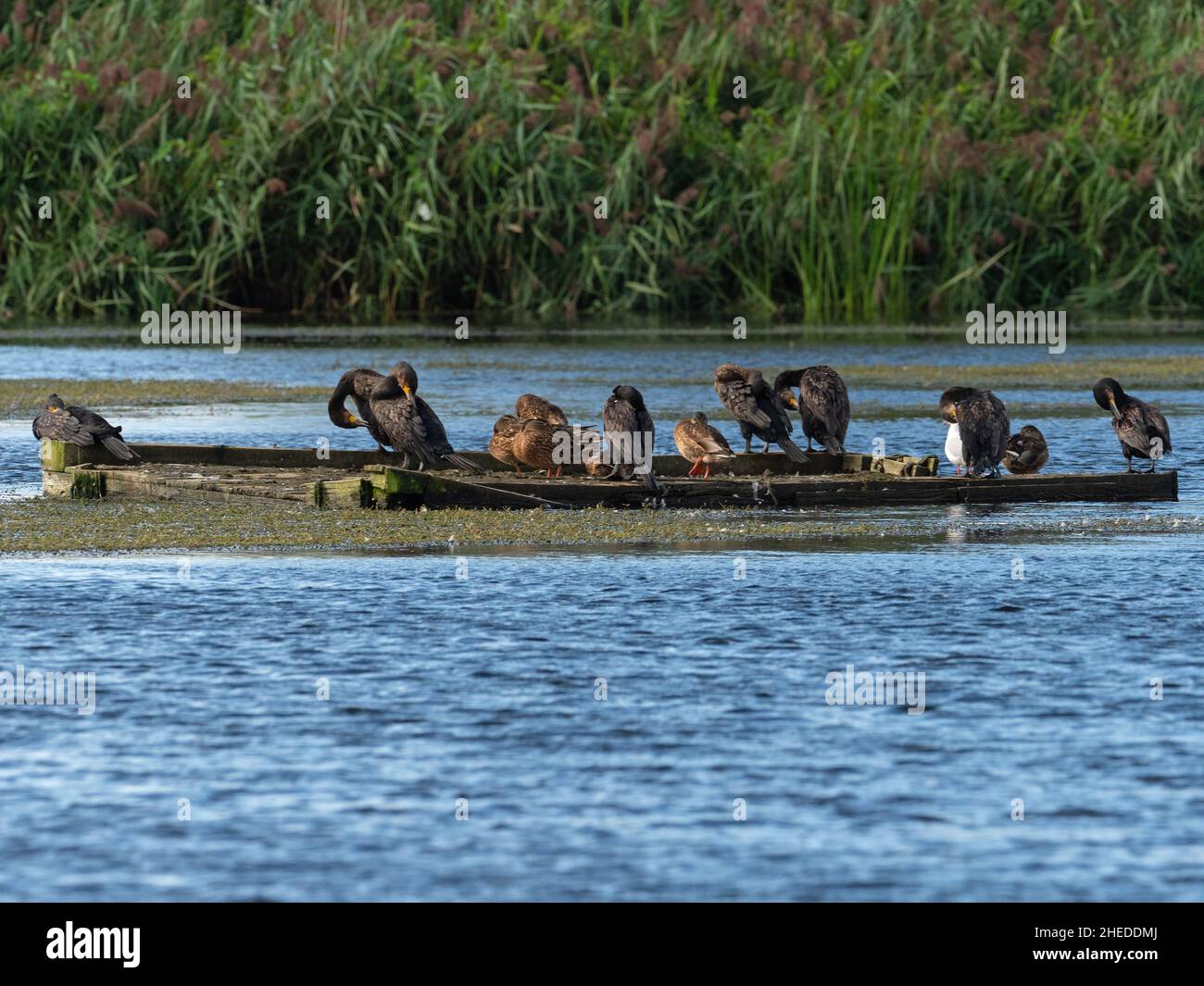 Great cormorant Phalacrocorax carbo and Mallard Anas platyrhynchos ...
