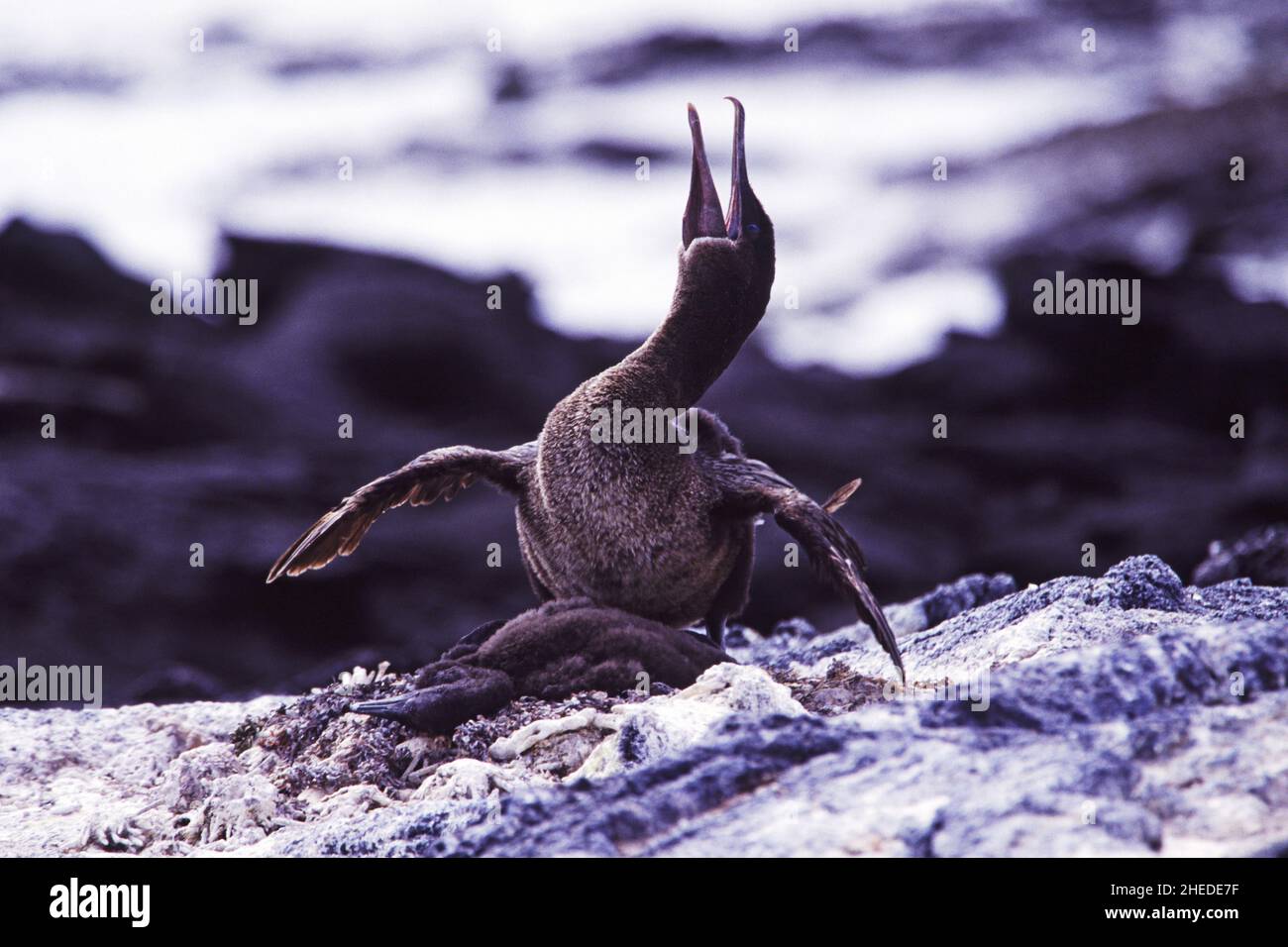 Adult mourning dead chick hi-res stock photography and images - Alamy