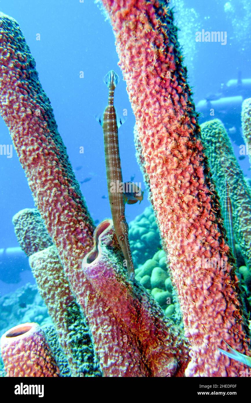Trumpet Fish hovering vertically next to coral to camouflage itself ...