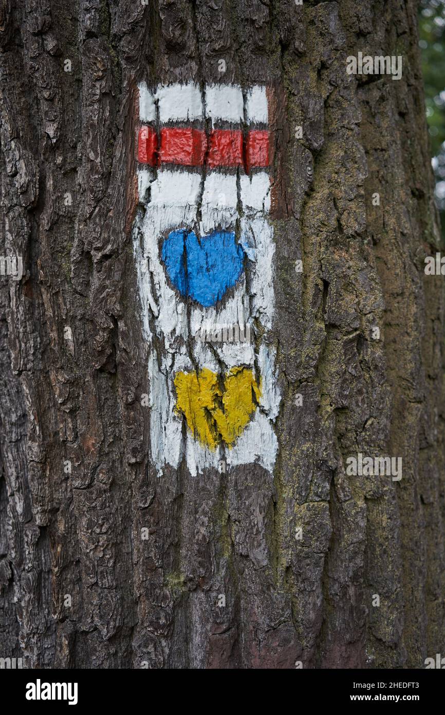 Tourist signs on the bark of trees - orientation during a forest walk ...
