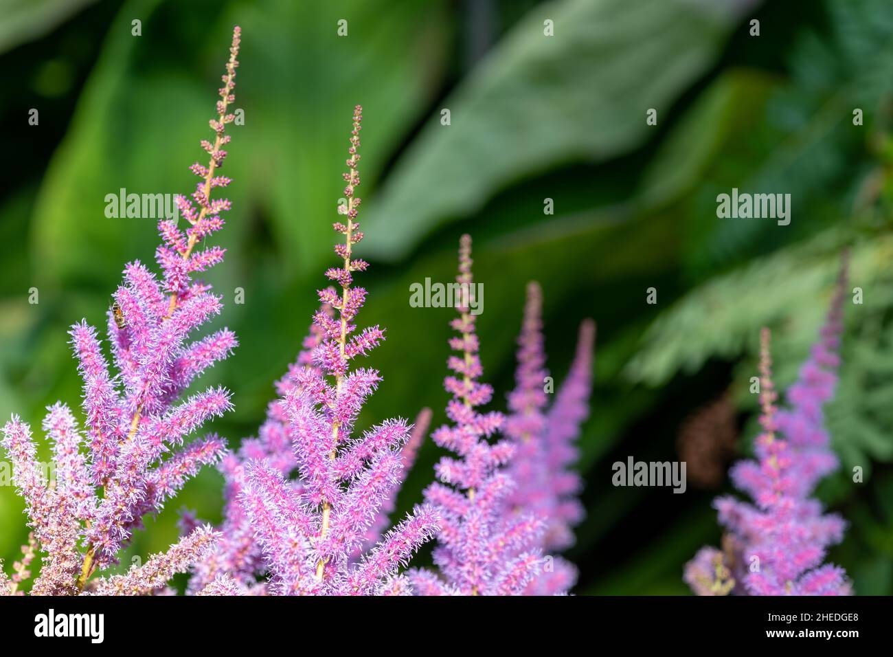 False goats beard flower hi-res stock photography and images - Alamy