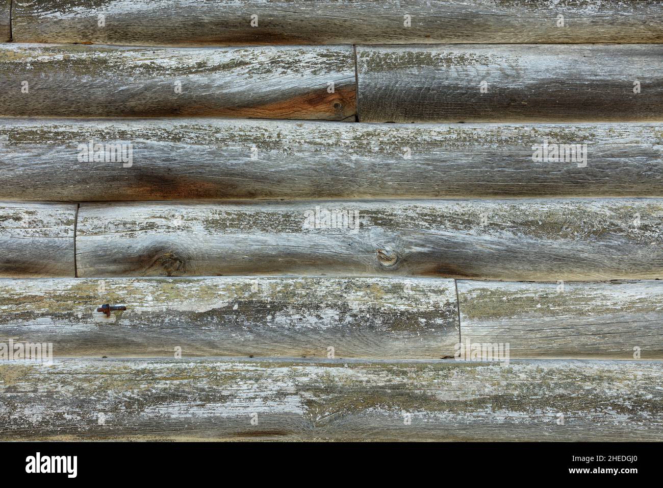 Texture of a wall made of weathered old gray logs overgrown with moss ...