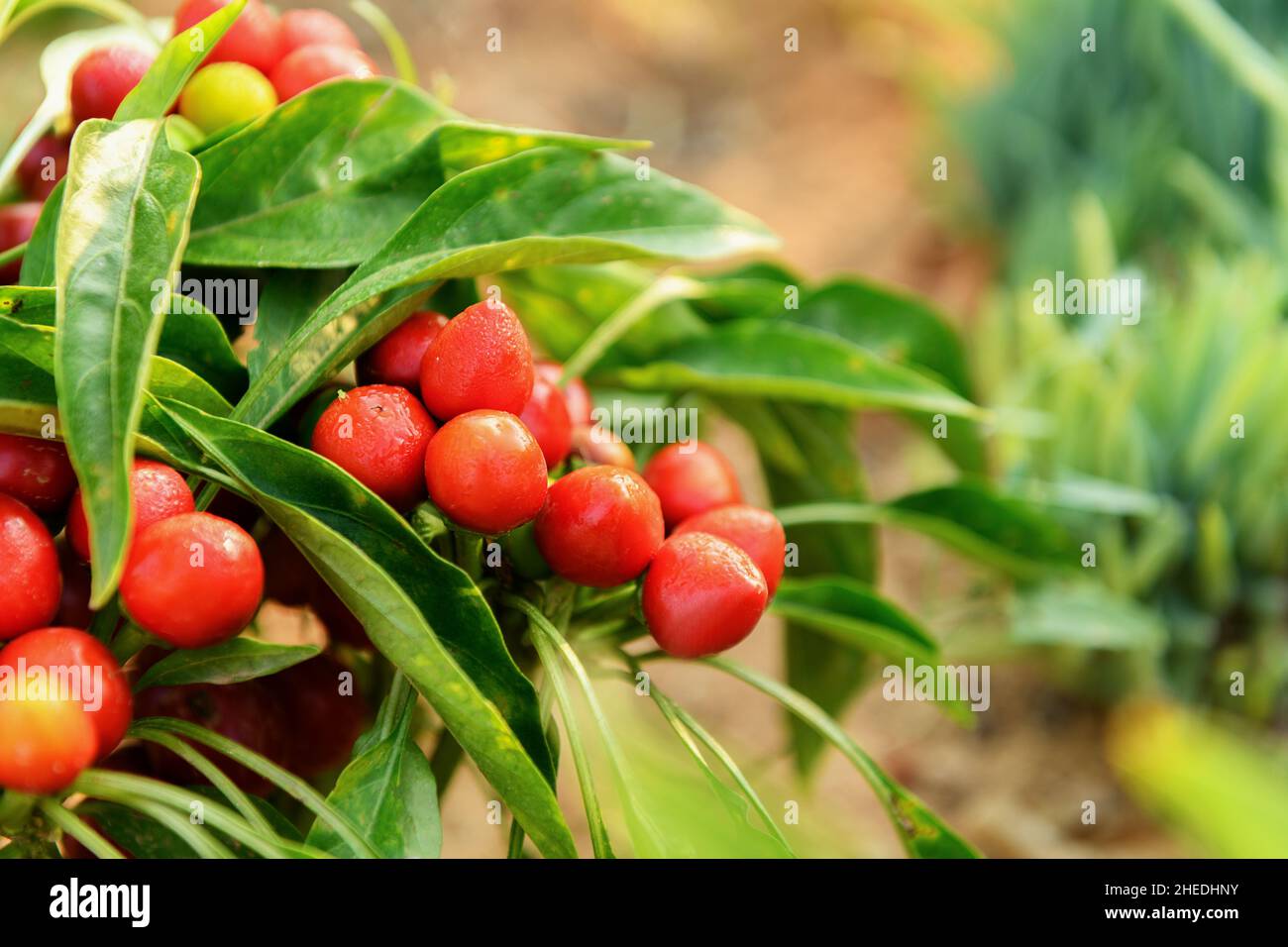 hot red little peppers on a bush in vegetable garden. Growing natural ...