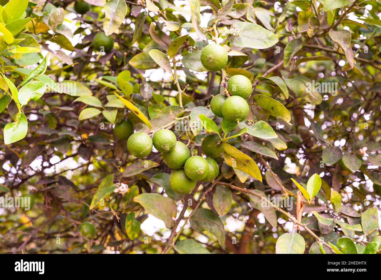 Lemon tree with fruits in Peruvian fields Stock Photo - Alamy