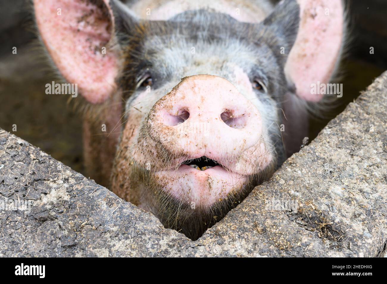 Big pig hi-res stock photography and images - Alamy