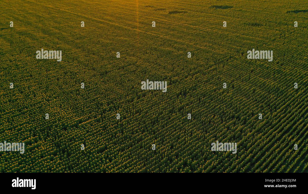Bright yellow sunflower field in sunlight. Location place of Ukraine ...
