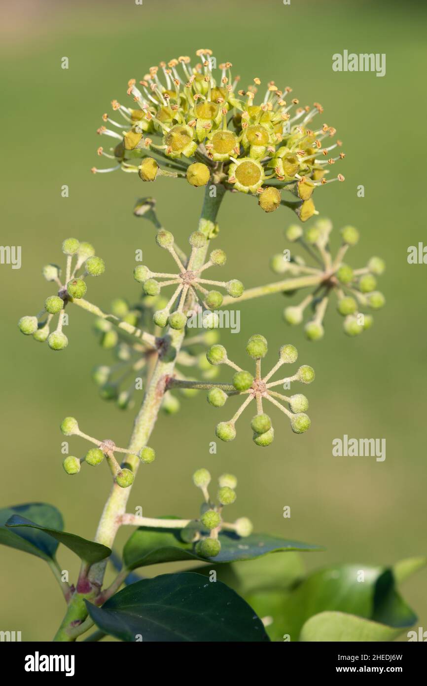 Close up of pollen on a common ivy (hedera helix) plant Stock Photo - Alamy