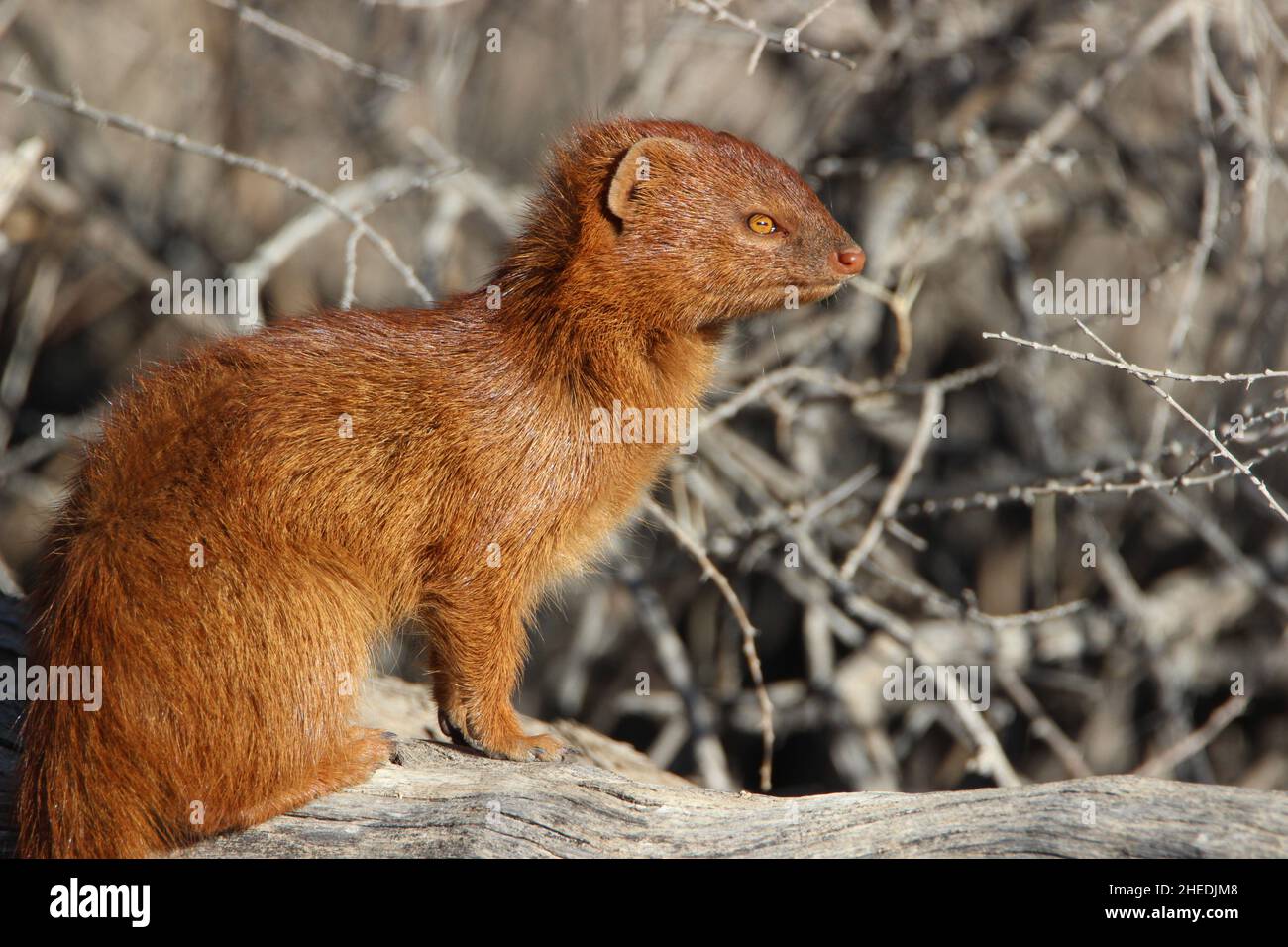 Slender Mongoose in the Kgalagadi Stock Photo - Alamy