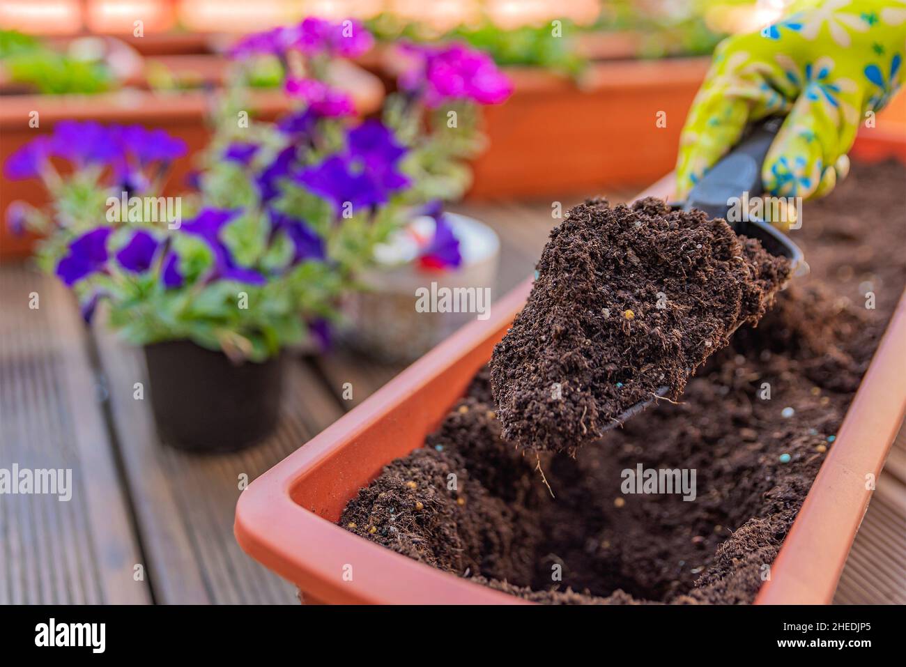 Spring planting of flowers in flower pots. Planting flowers in a sunny ...
