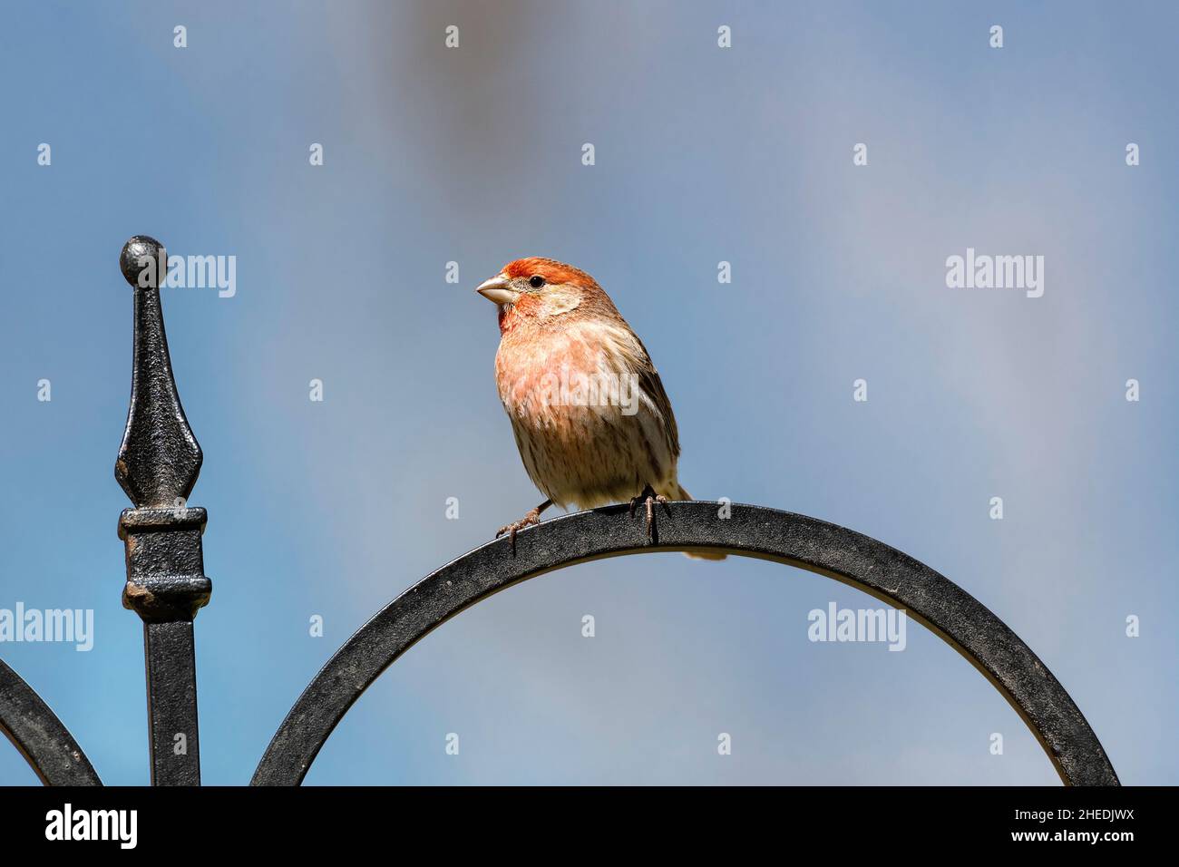Finch house finch hi-res stock photography and images - Alamy
