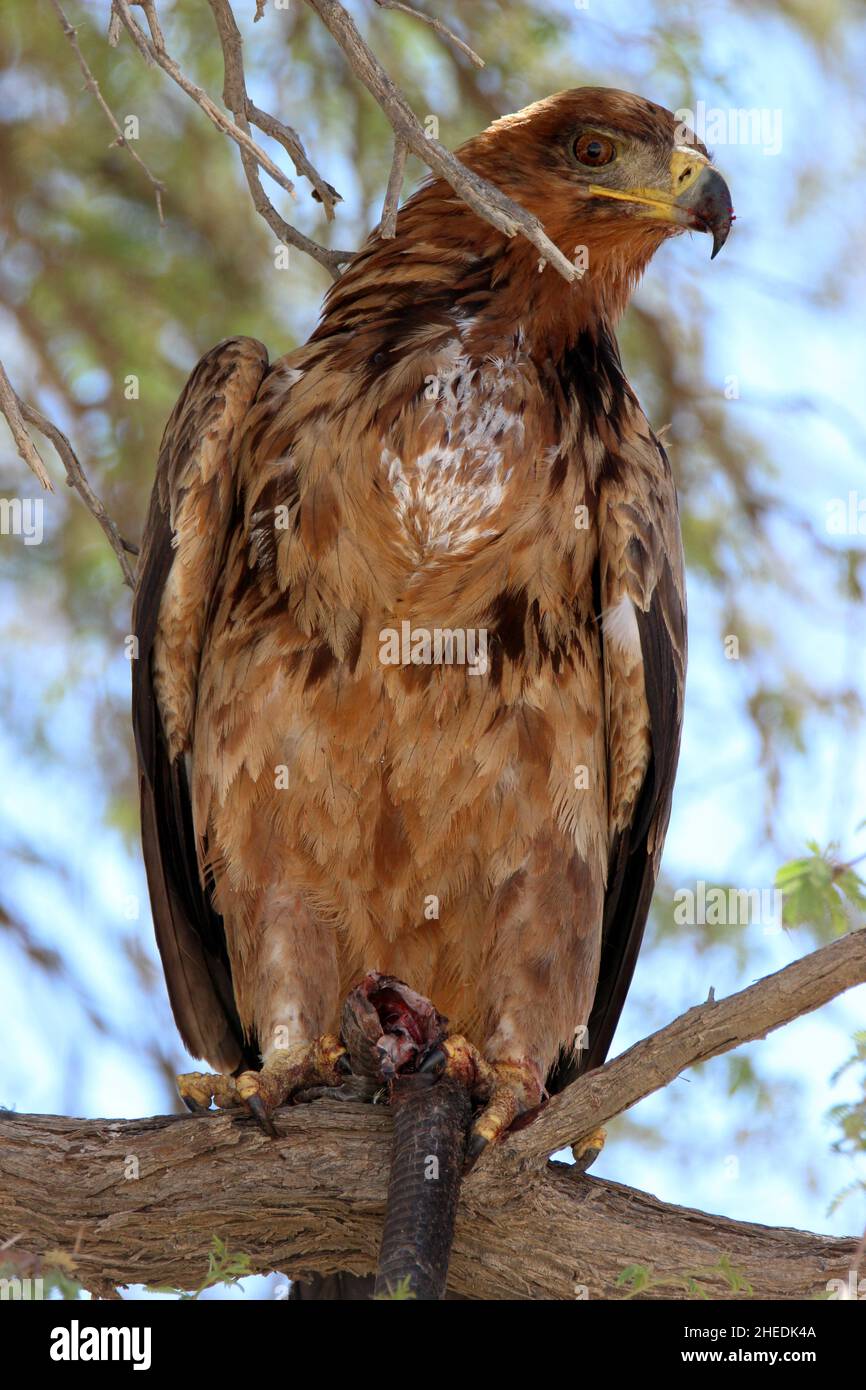 Eagle with snake hi-res stock photography and images - Alamy
