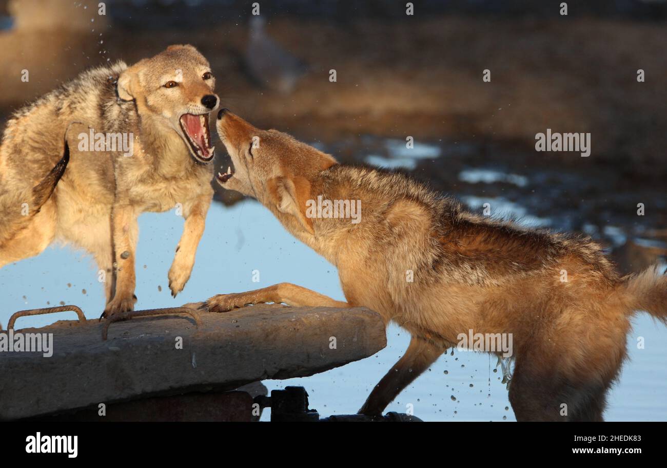 Black-backed Jackal having a tussle in the Kgalagadi Stock Photo - Alamy