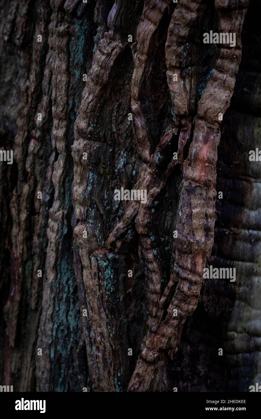 Dark days of Winter but the texture of the bark on ancient trees shows ...
