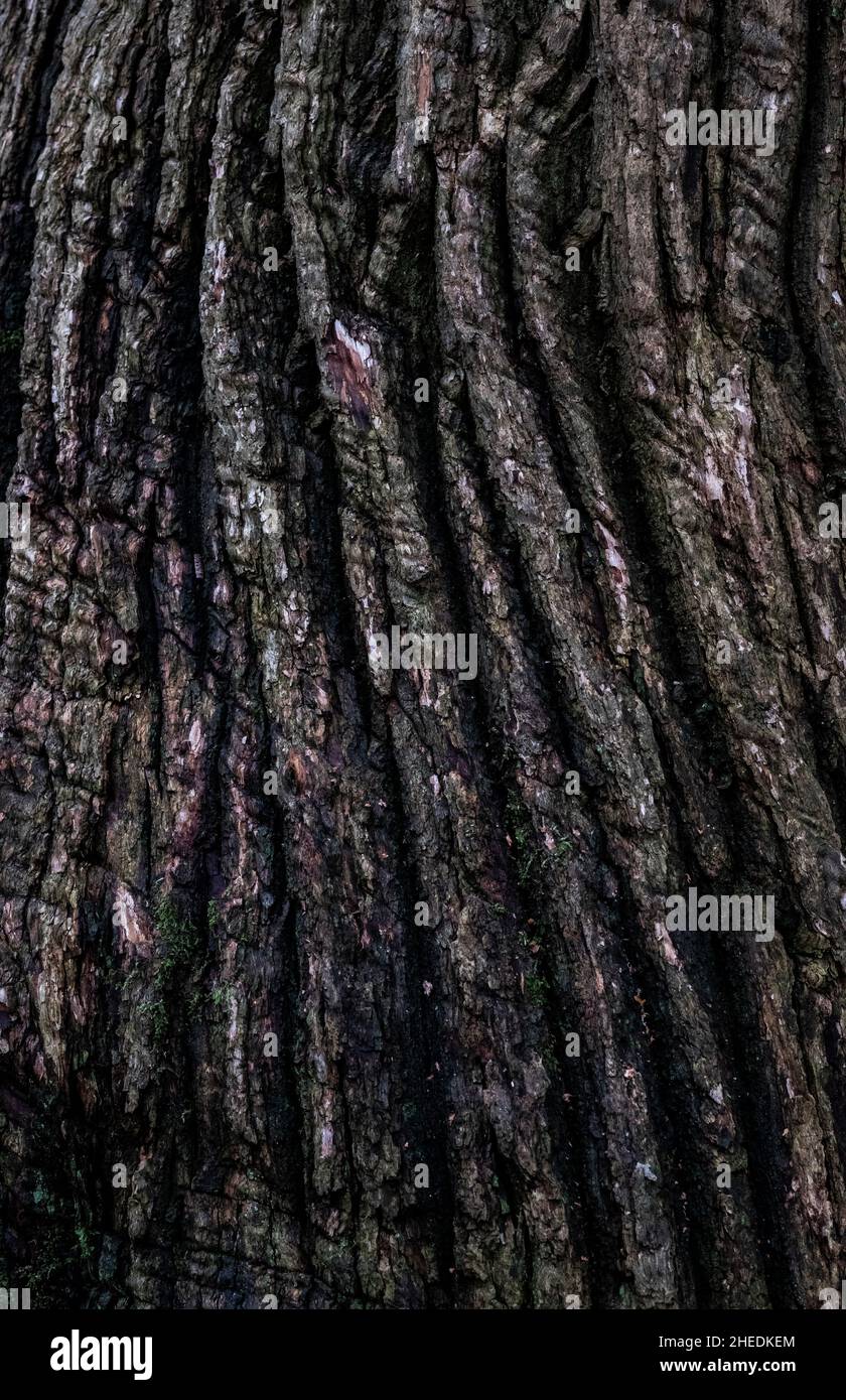 Dark days of Winter but the texture of the bark on ancient trees shows ...