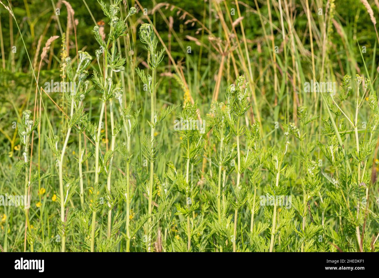 Jacobea vulgaris hi-res stock photography and images - Alamy