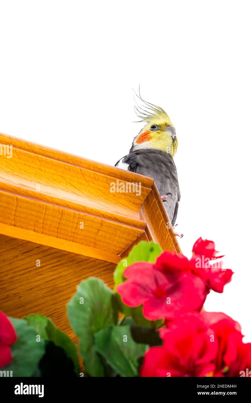 Aviary background hi-res stock photography and images - Alamy