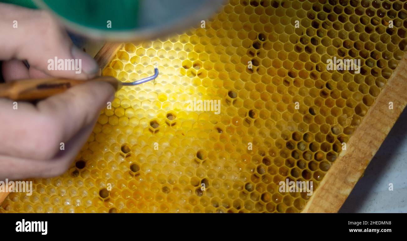 Larva of bee, selected for growing queen bee. Tool for picking larvae ...