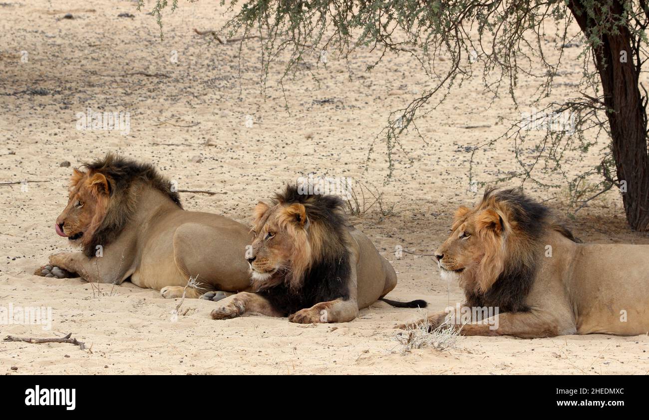 Three black-maned lions in the Kgalagadi Stock Photo - Alamy