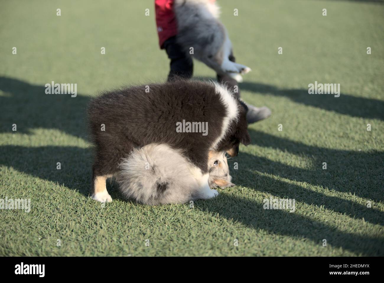 shetland sheep dog puppies playing on a summer day Stock Photo - Alamy