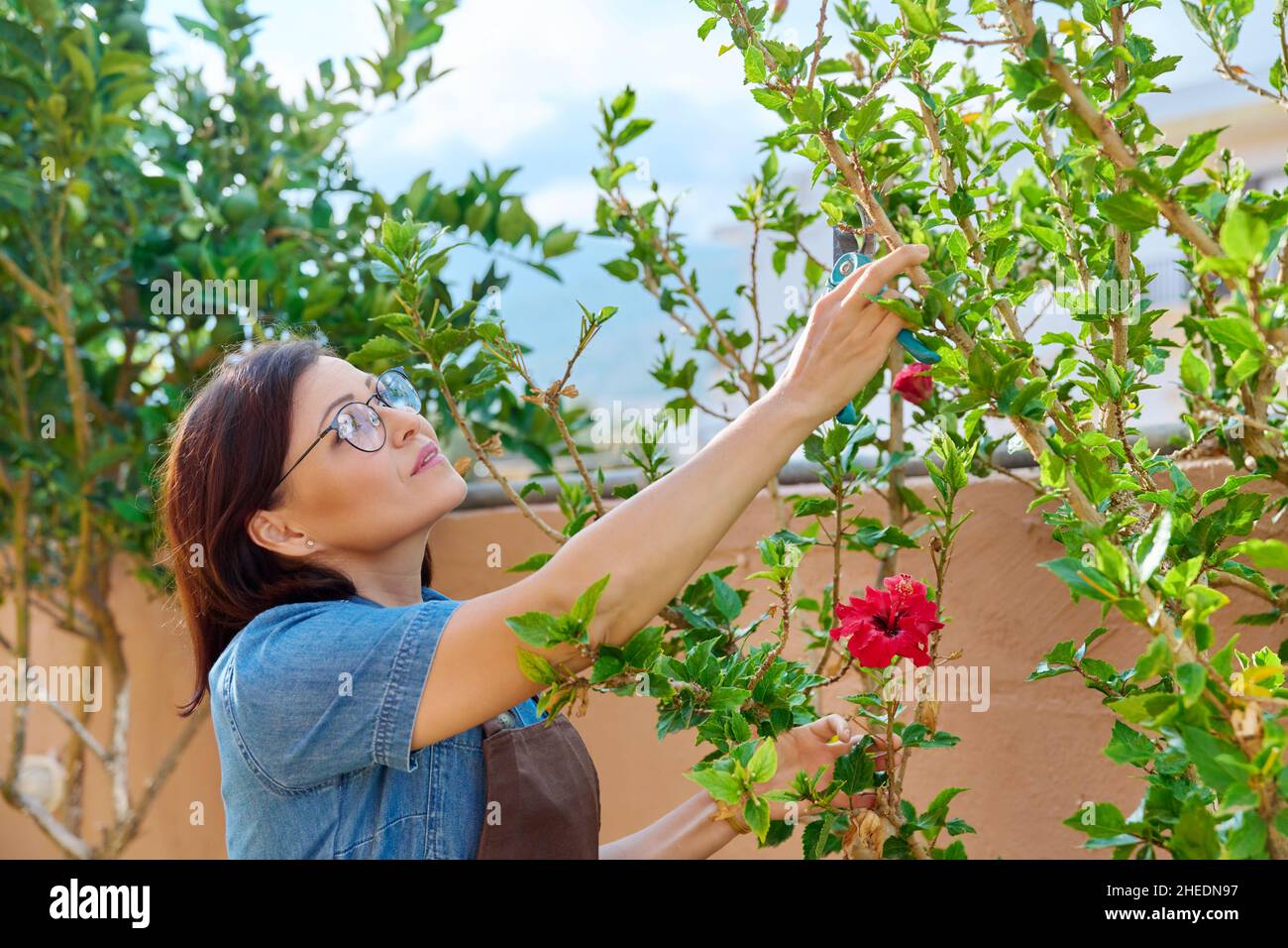 Woman in an apron with pruner, flowering hibiscus bush in garden Stock ...