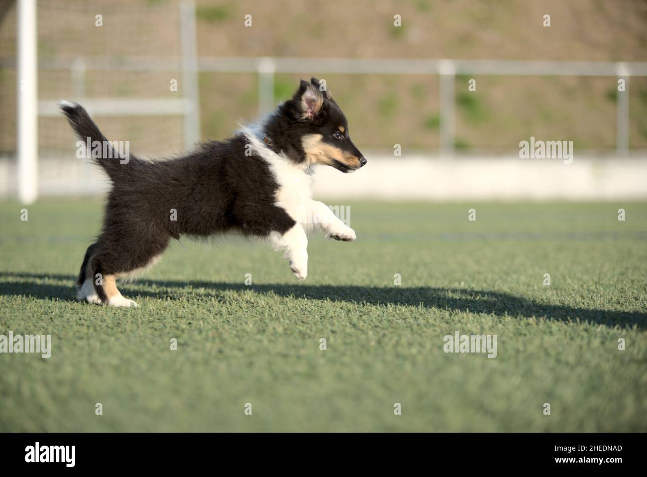 shetland sheep dog puppies playing on a summer day Stock Photo - Alamy