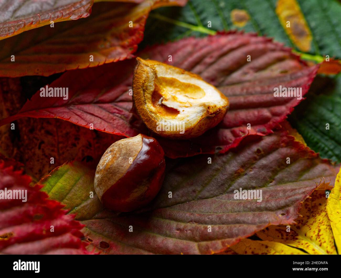 Autumn leaves with conkers Stock Photo - Alamy