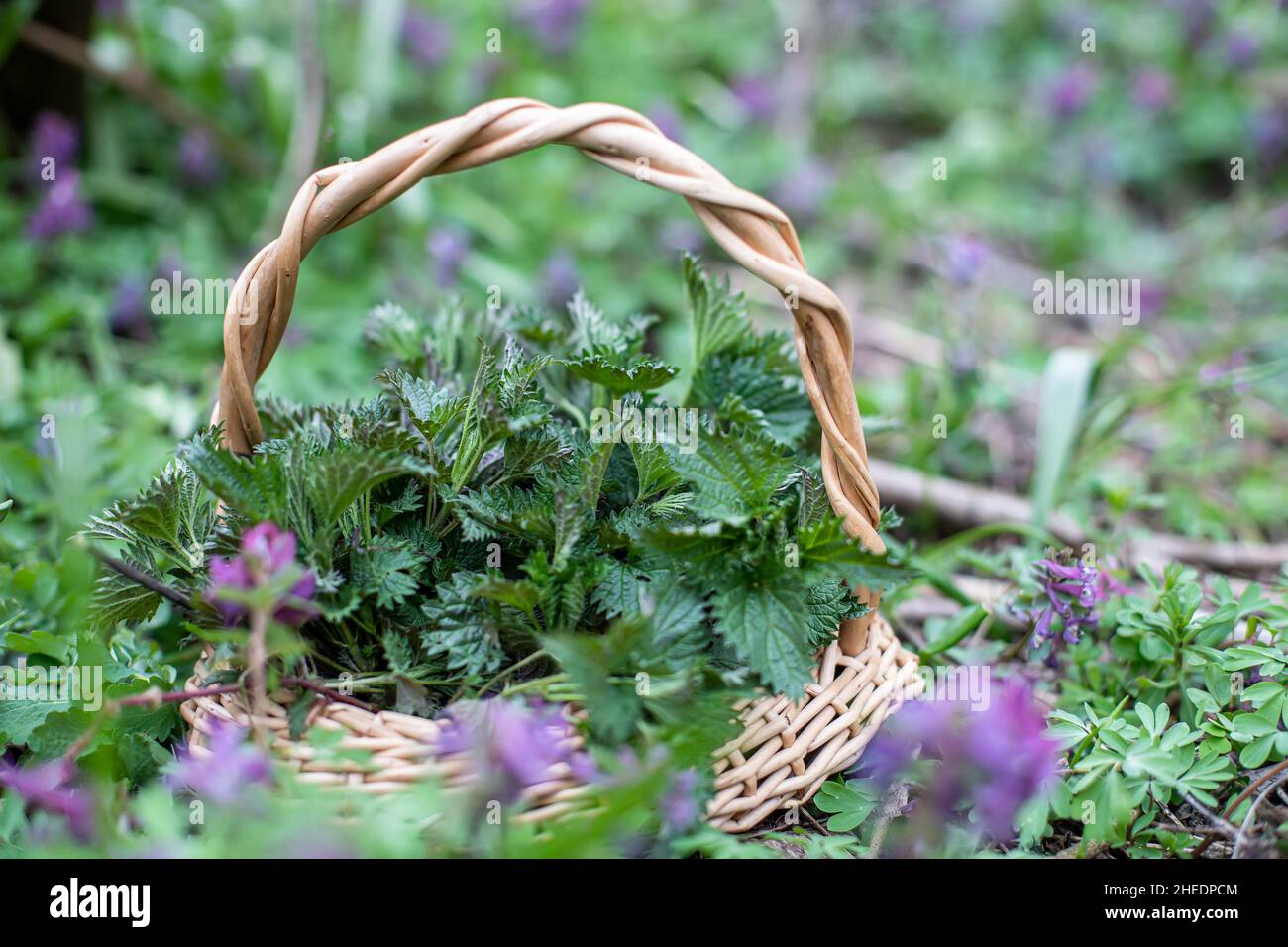 Nettle bush in wicker basket among purple flowers Corydalis solida in ...