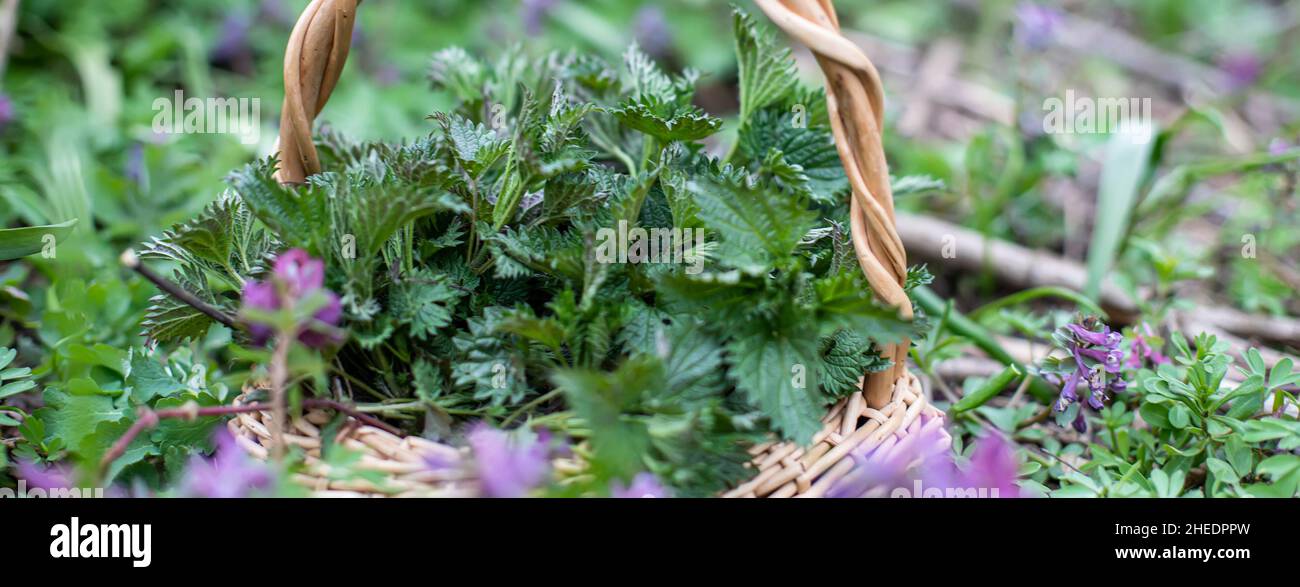 Nettle bush in wicker basket among purple flowers Corydalis solida in ...
