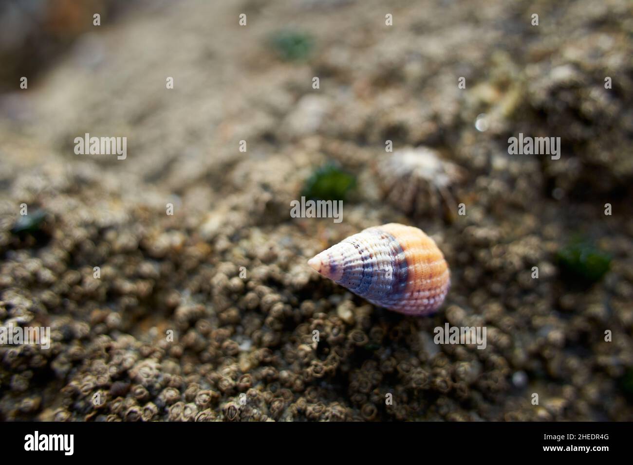 Snail on rocks. Crusty animal with orange and purple color obliquely ...