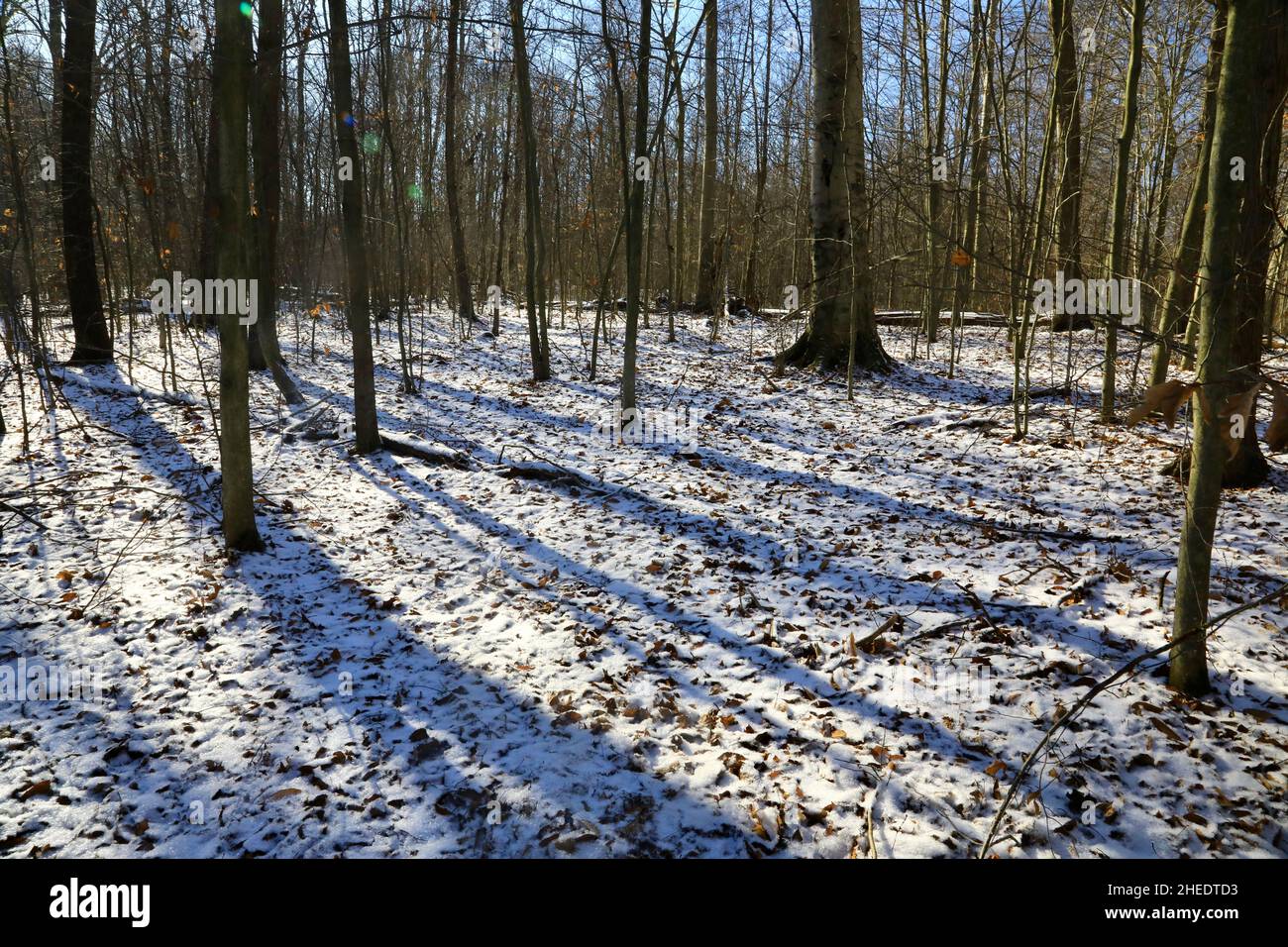 Light snow fall in the wilderness Stock Photo - Alamy