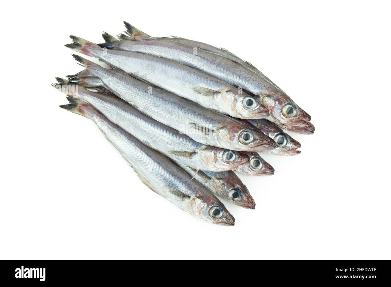 Fresh blue whiting. Group of blue whiting on a white background. Copy ...