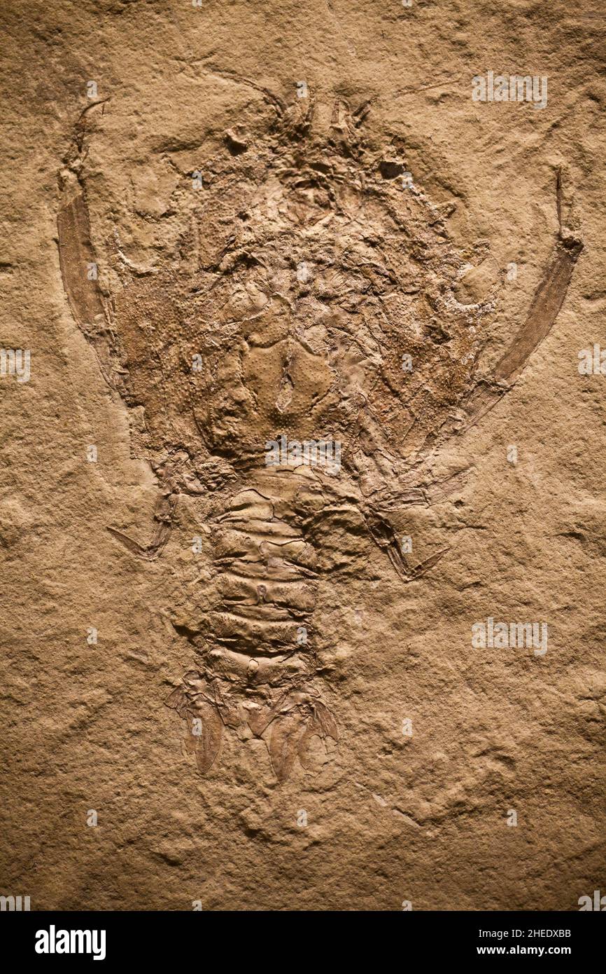 Fossil of a prehistoric creature Stock Photo - Alamy
