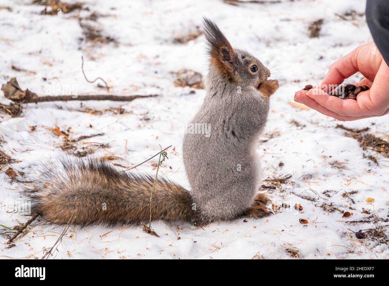 Squirrel in the winter eating nuts from a man's hand. Caring for ...