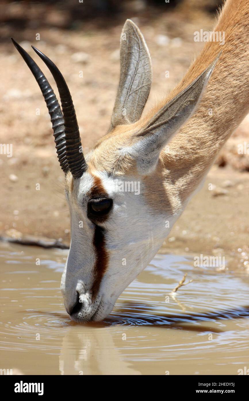 Springbok drinking water out of a puddle in the Kgalagadi Stock Photo ...