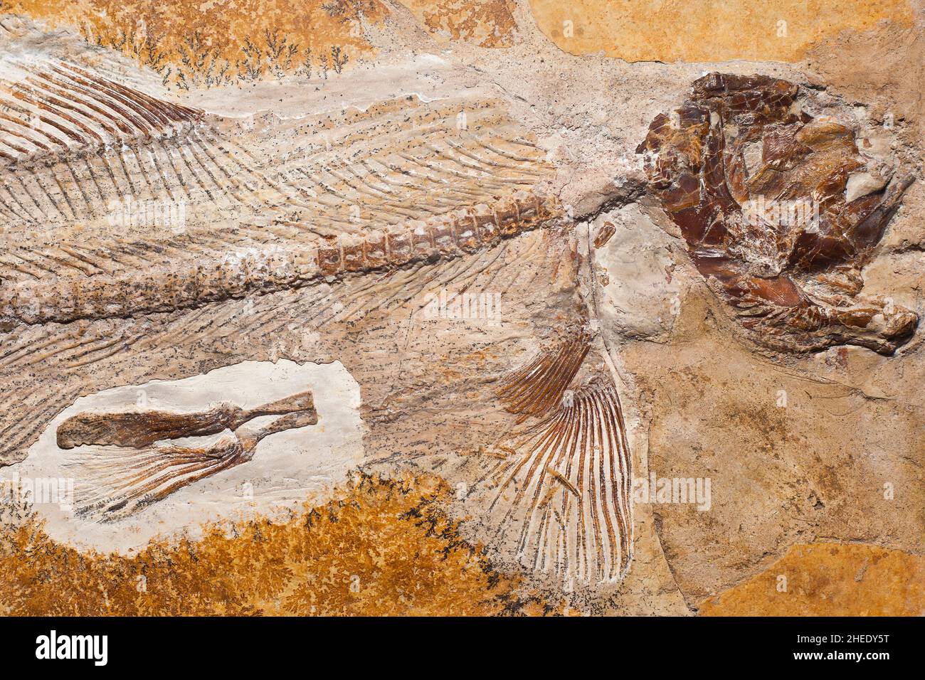 Fossil of a prehistoric creature Stock Photo - Alamy