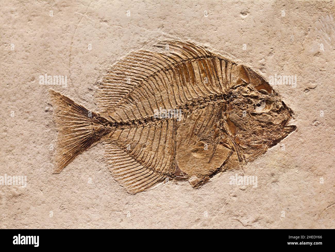 Fossil of a prehistoric creature Stock Photo - Alamy