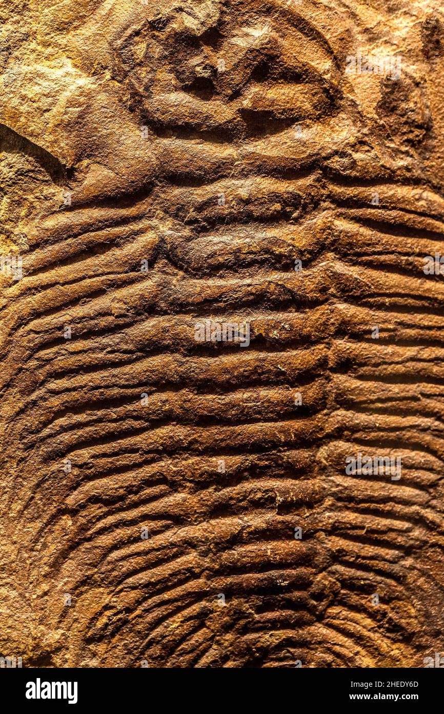Fossil of a prehistoric creature Stock Photo - Alamy
