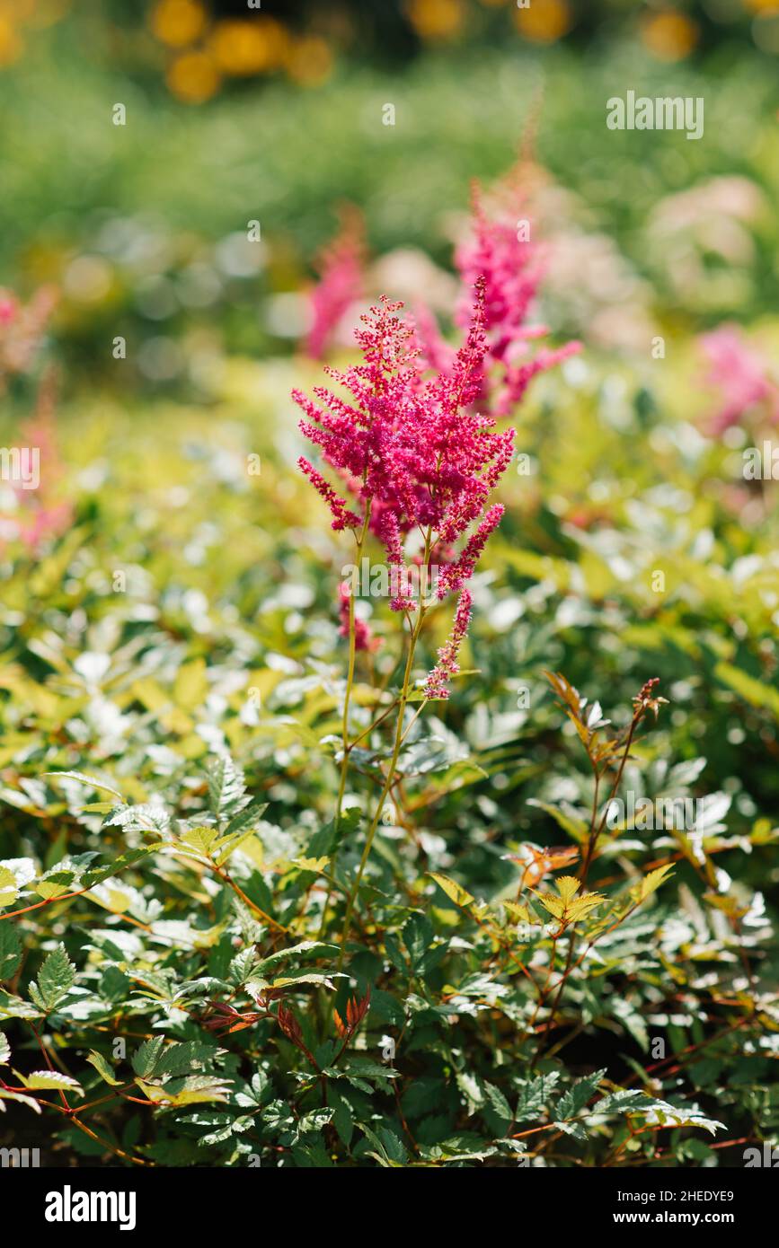 Astilbe arendsii pink flowers in the summer garden. Seasonal gardening ...