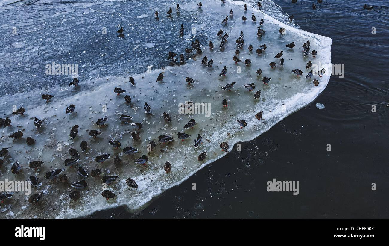Frozen animals hi-res stock photography and images - Alamy
