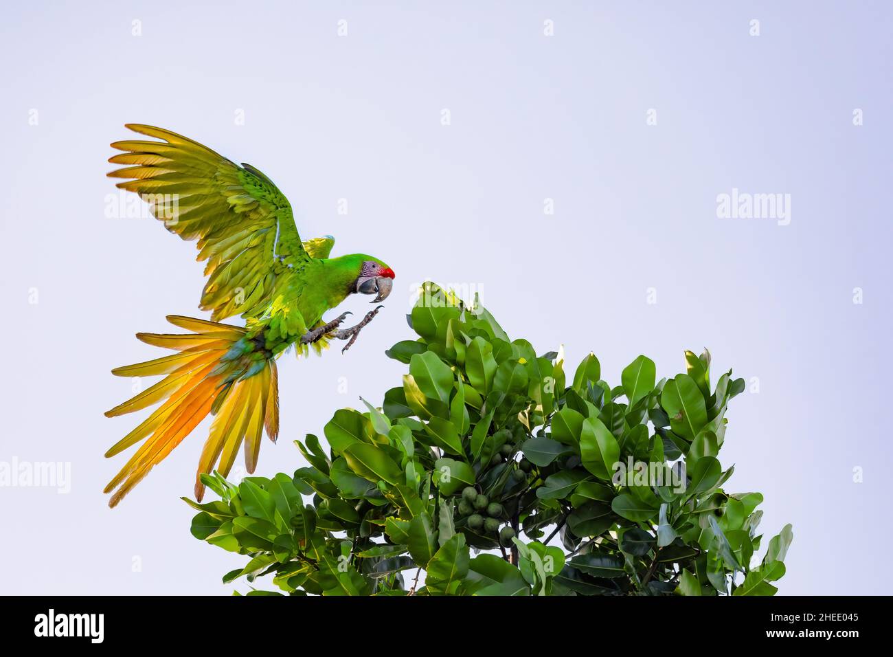 great green macaw (Ara ambiguus), also known as Buffon's macaw or the ...