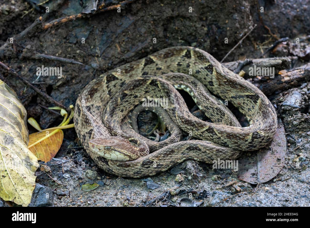 Danger and deadly venomous snake Terciopelo (Bothrops asper), resting ...