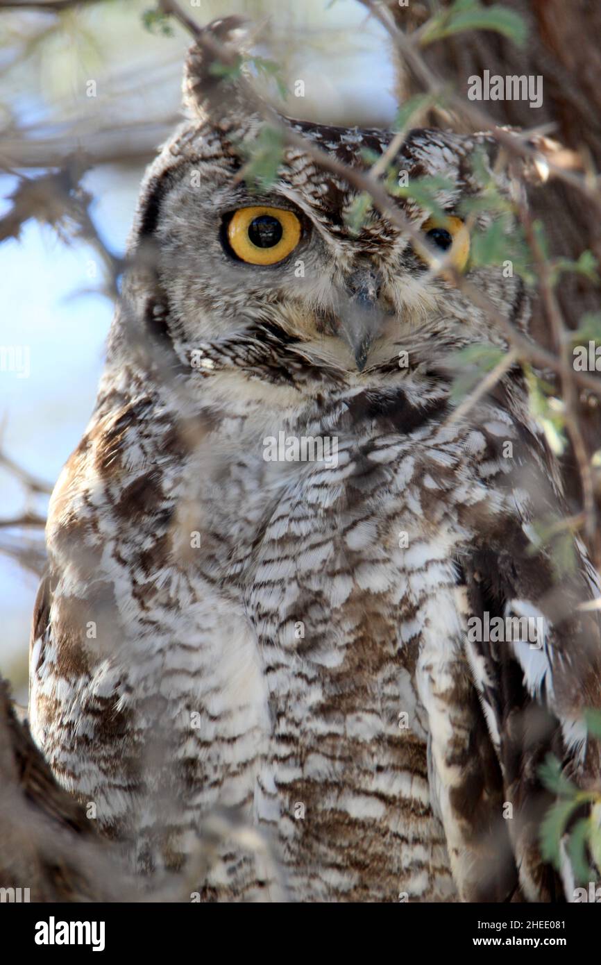 Spotted Eagle Owl in the Kalahari Stock Photo - Alamy