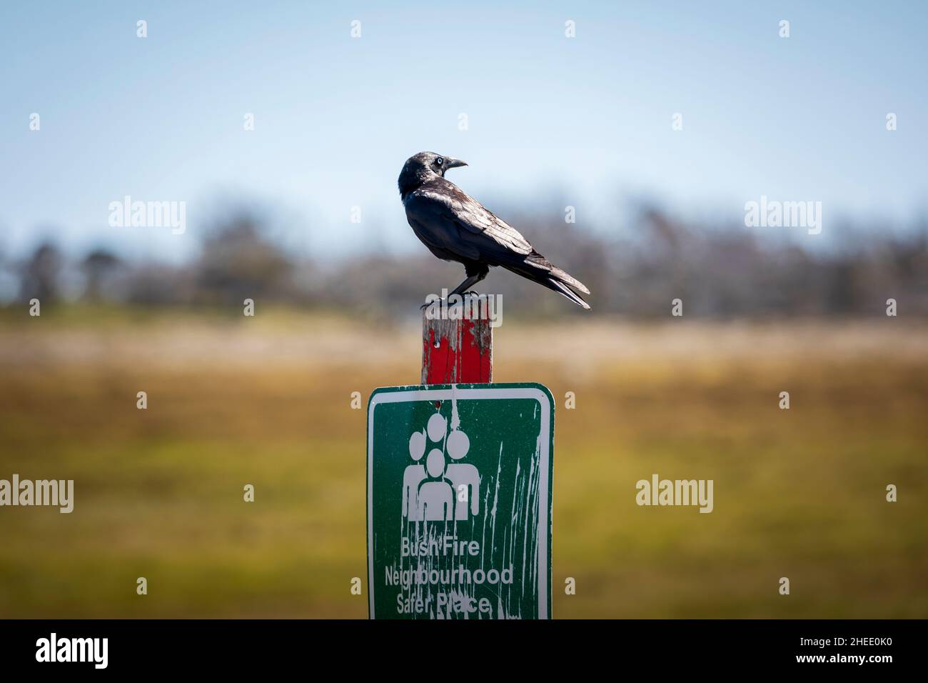 Photograph of a black crow sitting on a sign post in the sunshine Stock ...