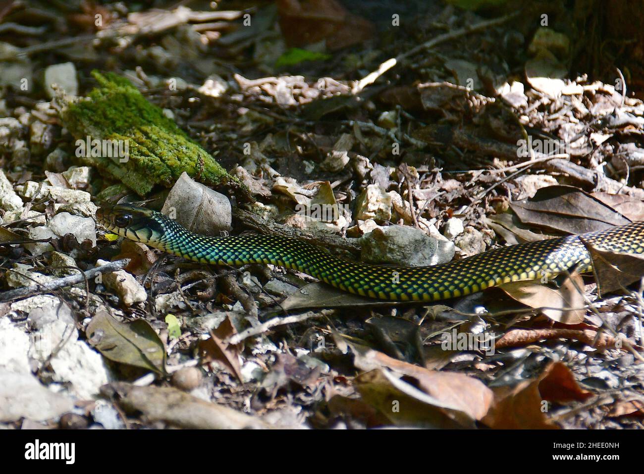 speckled racer, Drymobius margaritiferus, Coba, Mexico, North America ...