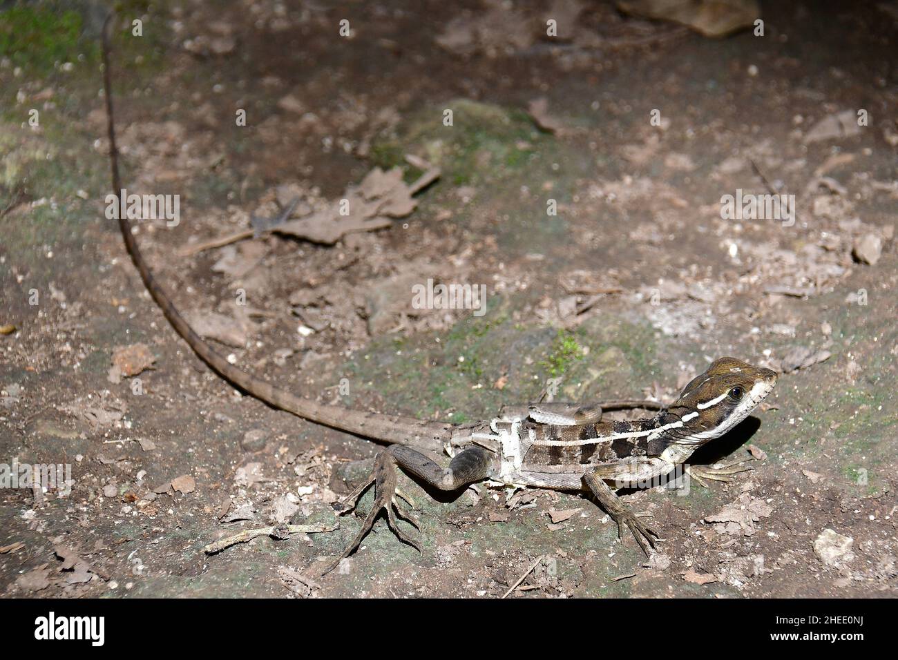 Brown basilisk, striped basilisk, Streifenbasilisk, Gestreifter ...