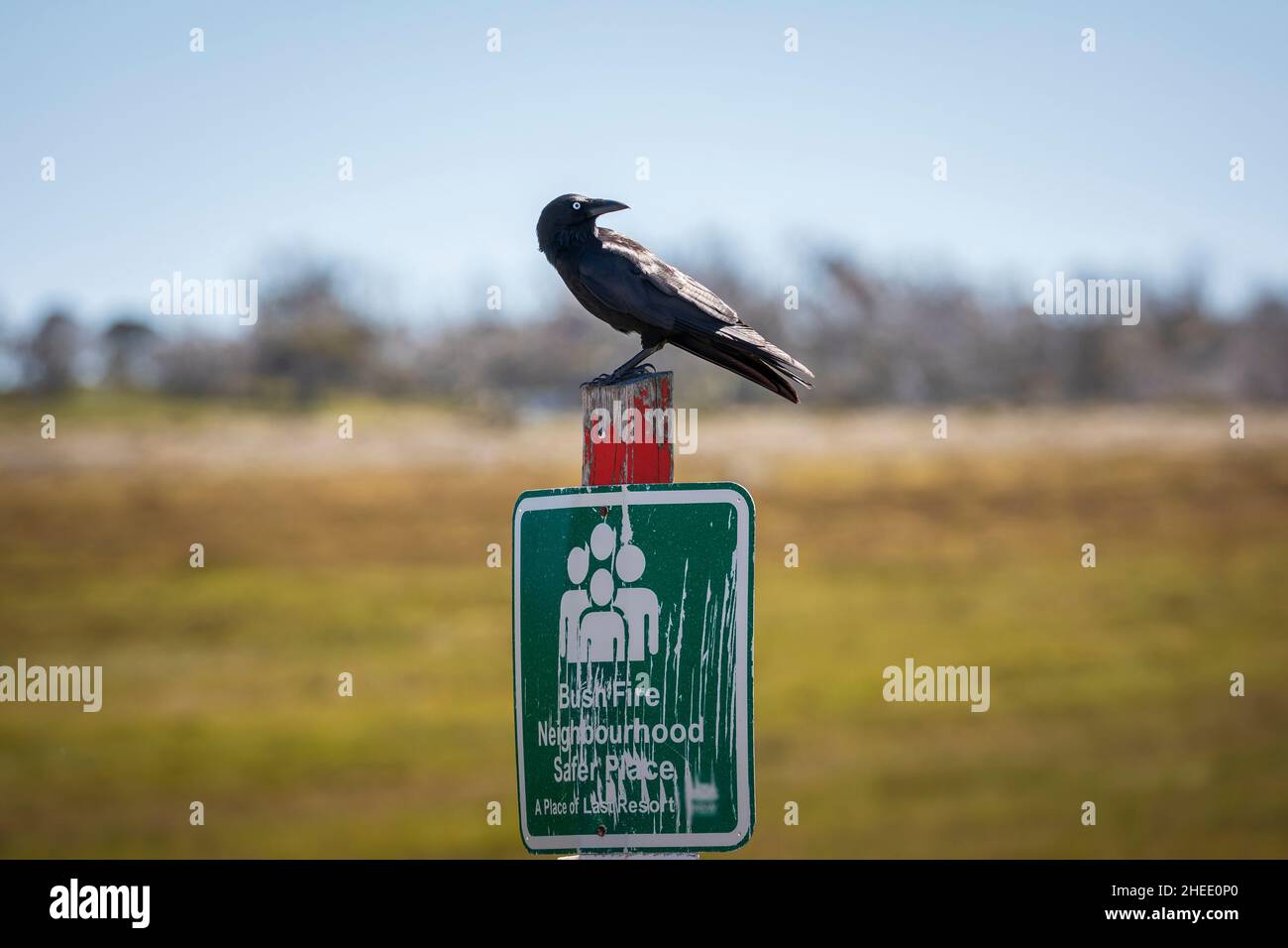 Photograph of a black crow sitting on a sign post in the sunshine Stock ...